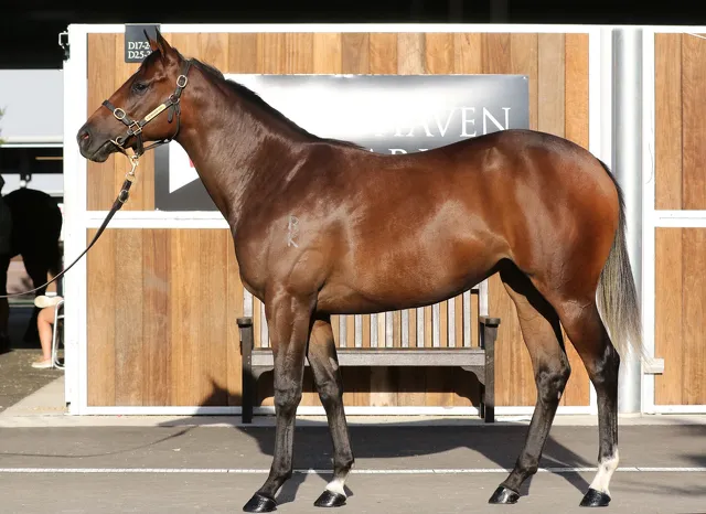 Te Akau Ruakaka Tuesday Preview | News - Te Akau Racing